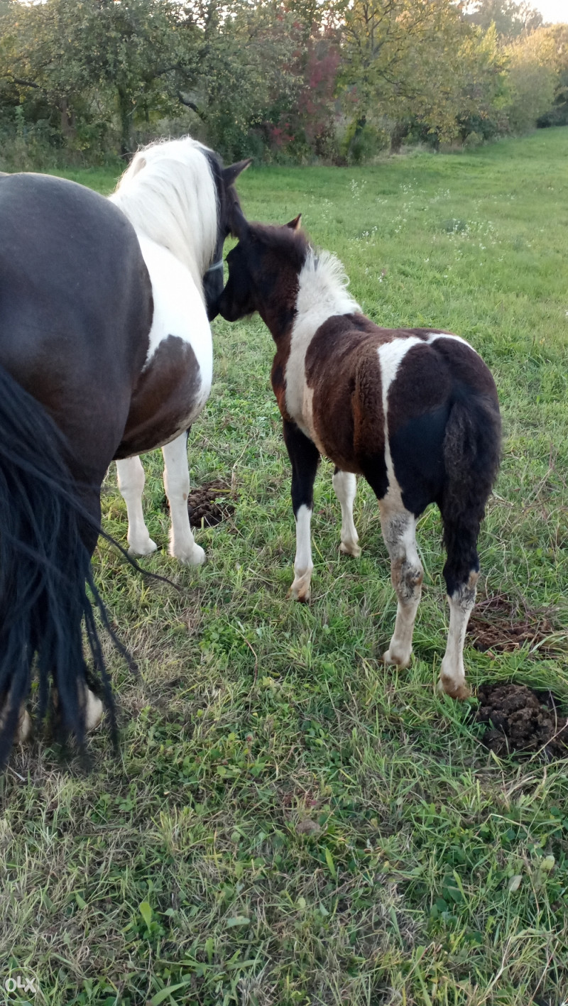 Kobila i ždrijebe - Konji - OLX.ba
