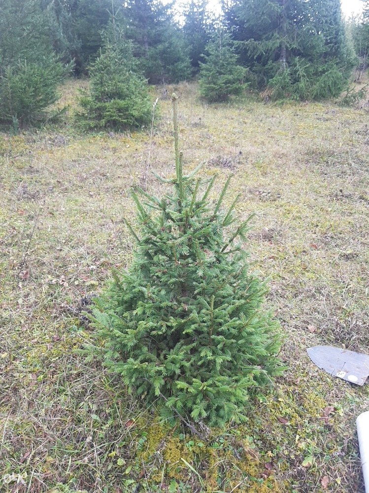 Žive jelke do 120cm - Praznične dekoracije - OLX.ba