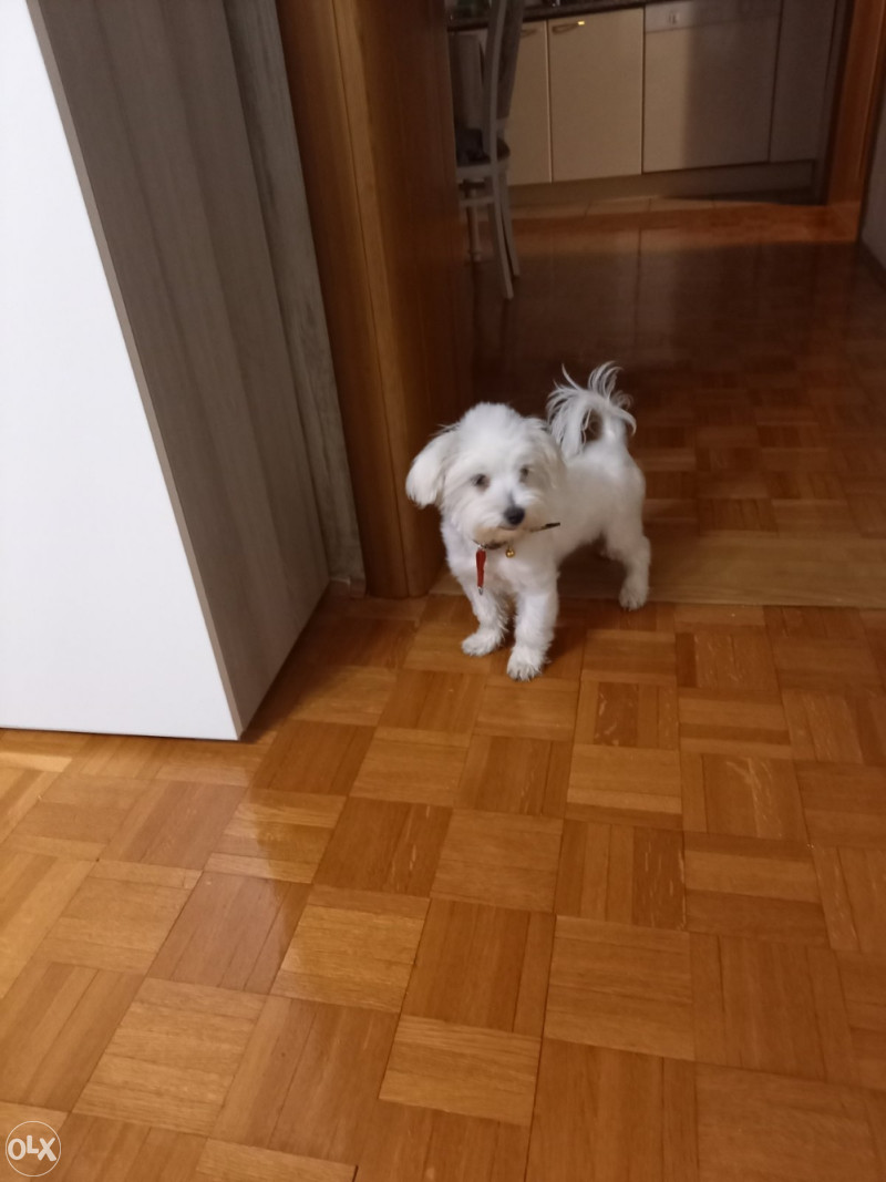 Mini maltezer - Psi i Štenad - OLX.ba