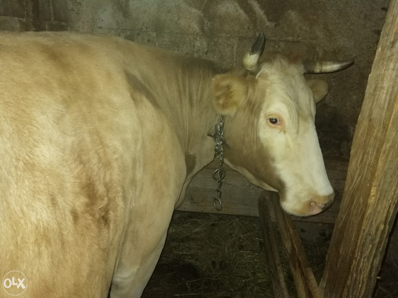 Krava jalova - Krave - OLX.ba
