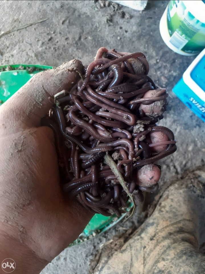 Gliste za ribolov - Mamci za ribolov - OLX.ba