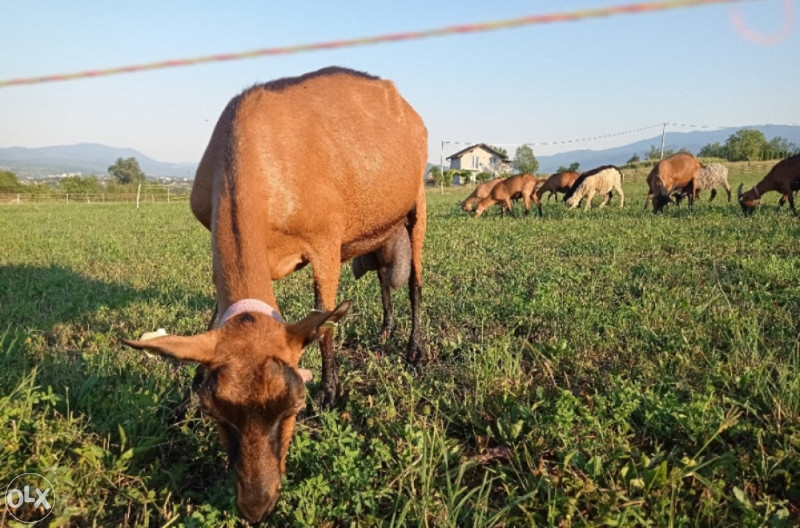 Alpske koze stado - Koze - OLX.ba