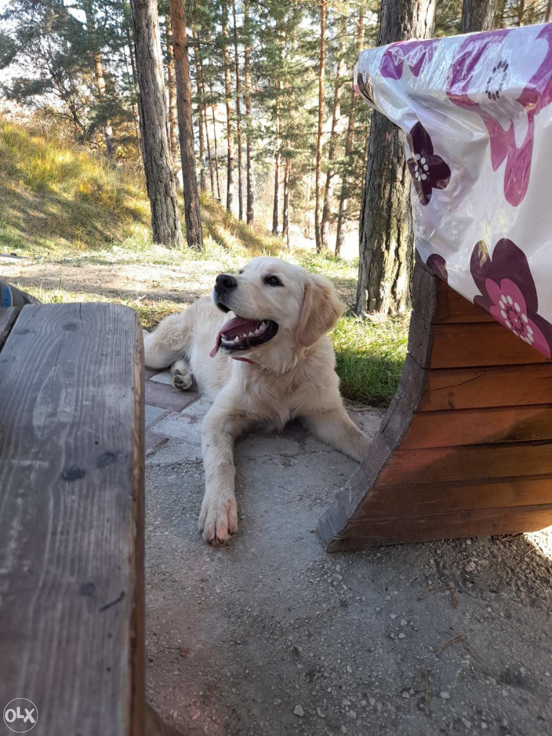 Poklanjam - Pas Zlatni retriver - Poklanjam (darujem) - OLX.ba