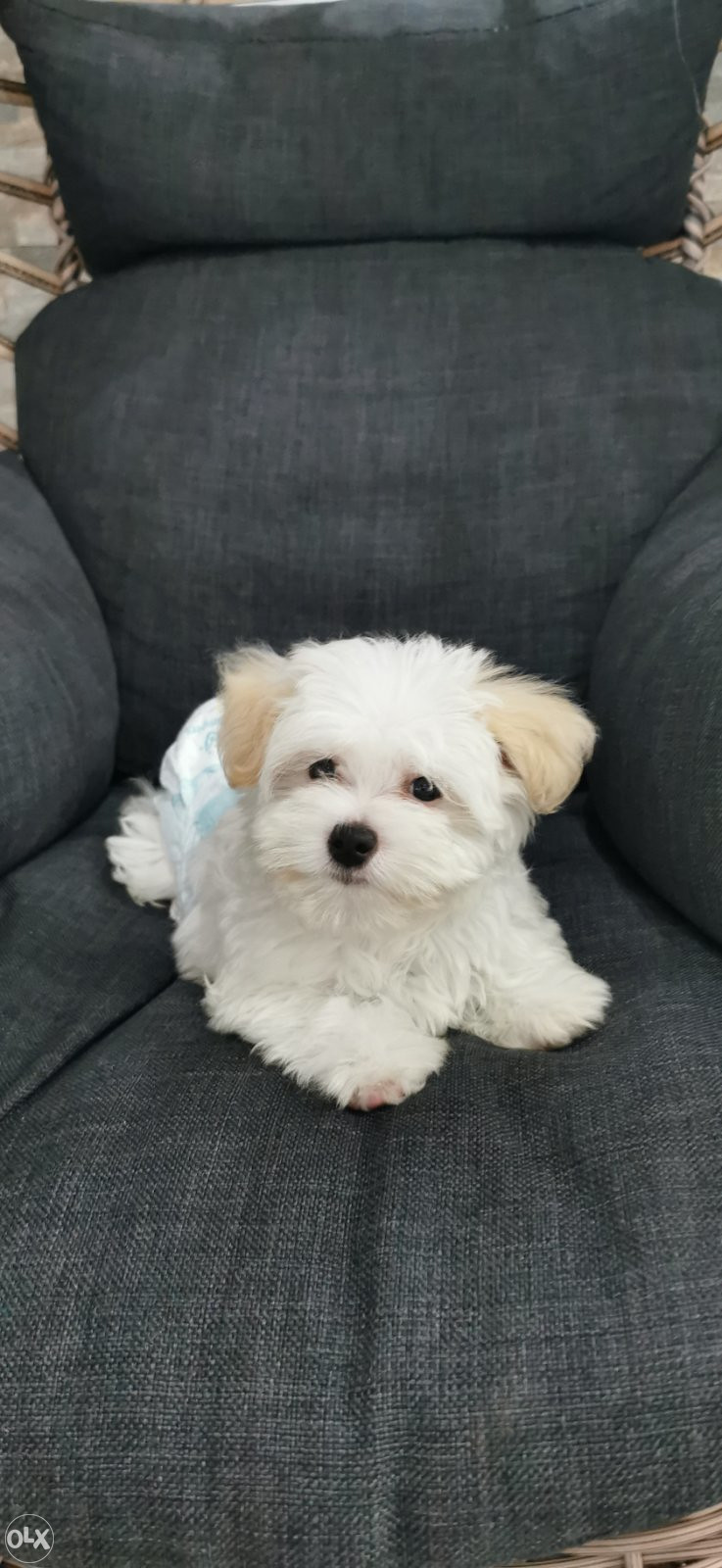 Mini maltezer - Psi i Štenad - OLX.ba