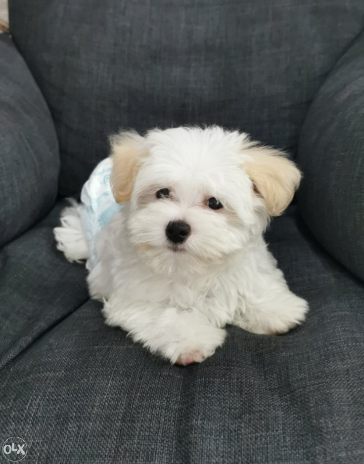 Mini maltezer - Psi i Štenad - OLX.ba