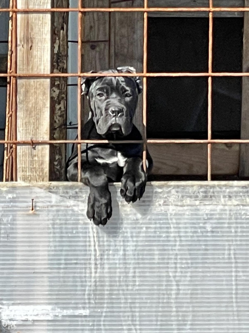 Cane Corso stene - Psi i Štenad - OLX.ba