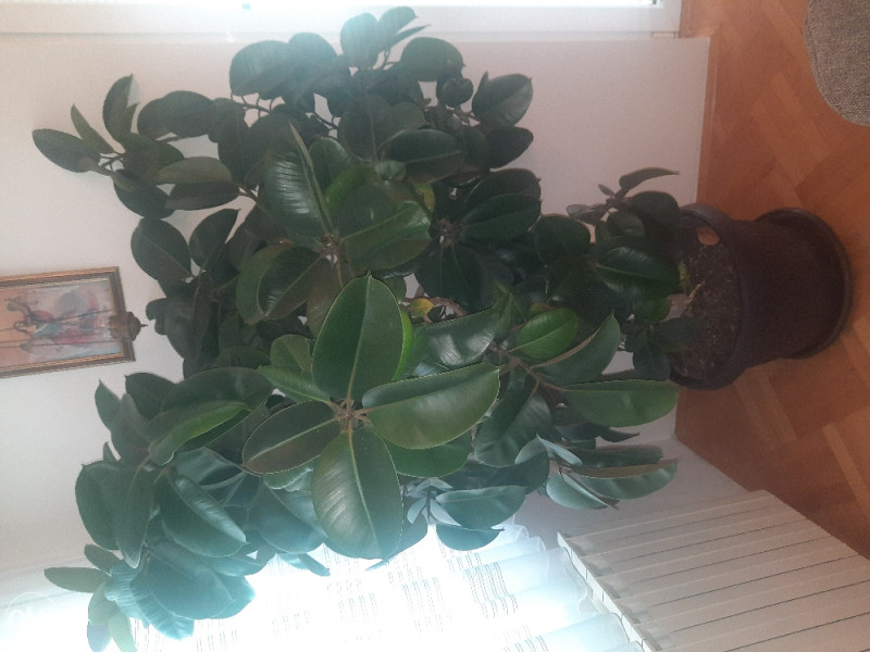 Fikus cvijet - Biljke i cvijeće - OLX.ba