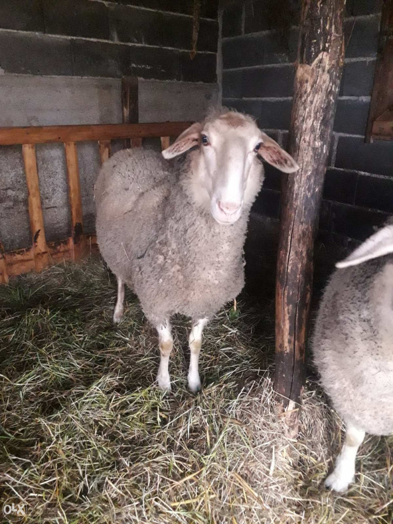 Jalova ovca - Ovce - OLX.ba