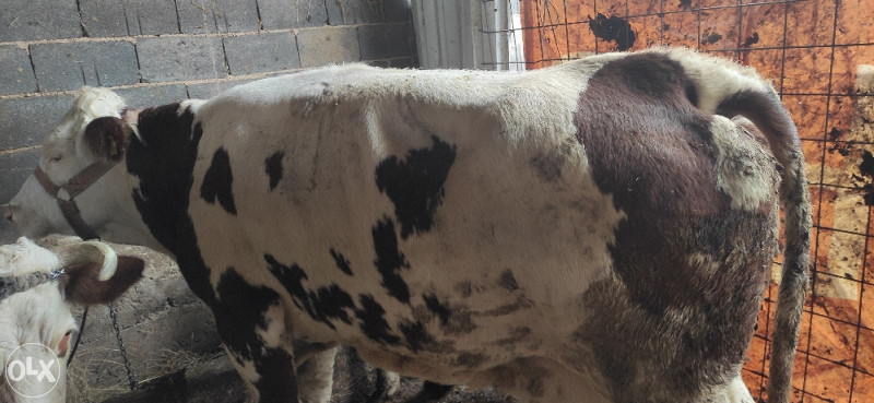 Krava jalova za pecenice ovce janjad - Krave - OLX.ba