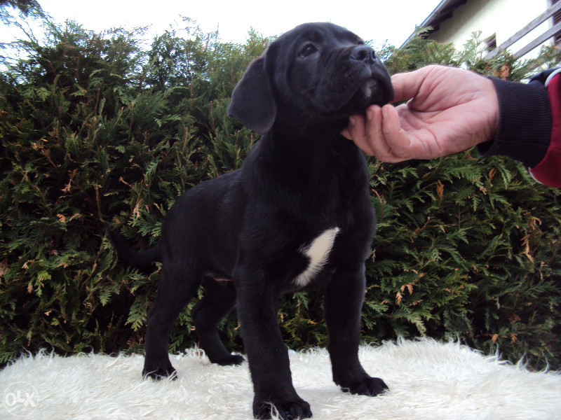 Cane Corso -VRHUNSKA STENAD SA RODOVNIKOM - Životinje - Psi i Štenad ...
