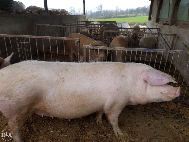 Krmaca klanje - Svinje - OLX.ba