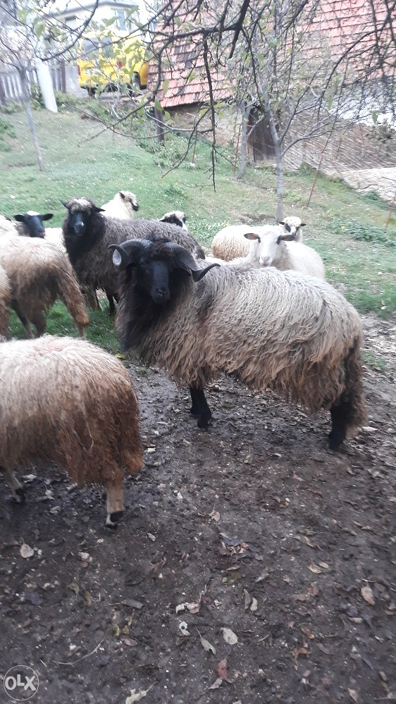 Ovan Šiljeg pramenka - Životinje - Ovce - Prozor - OLX.ba