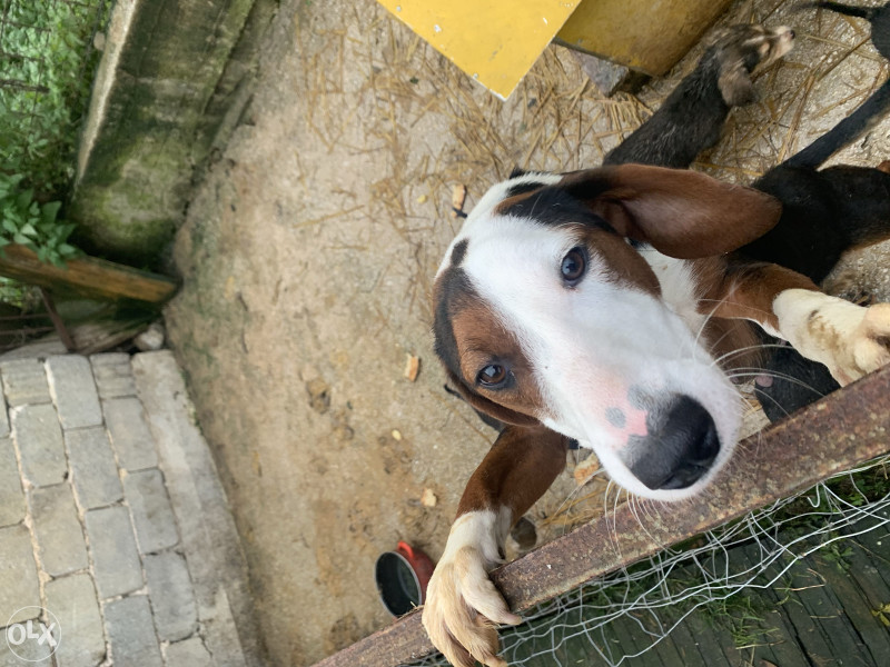 Trobojac stene/štene lovački pas - Psi i Štenad - OLX.ba