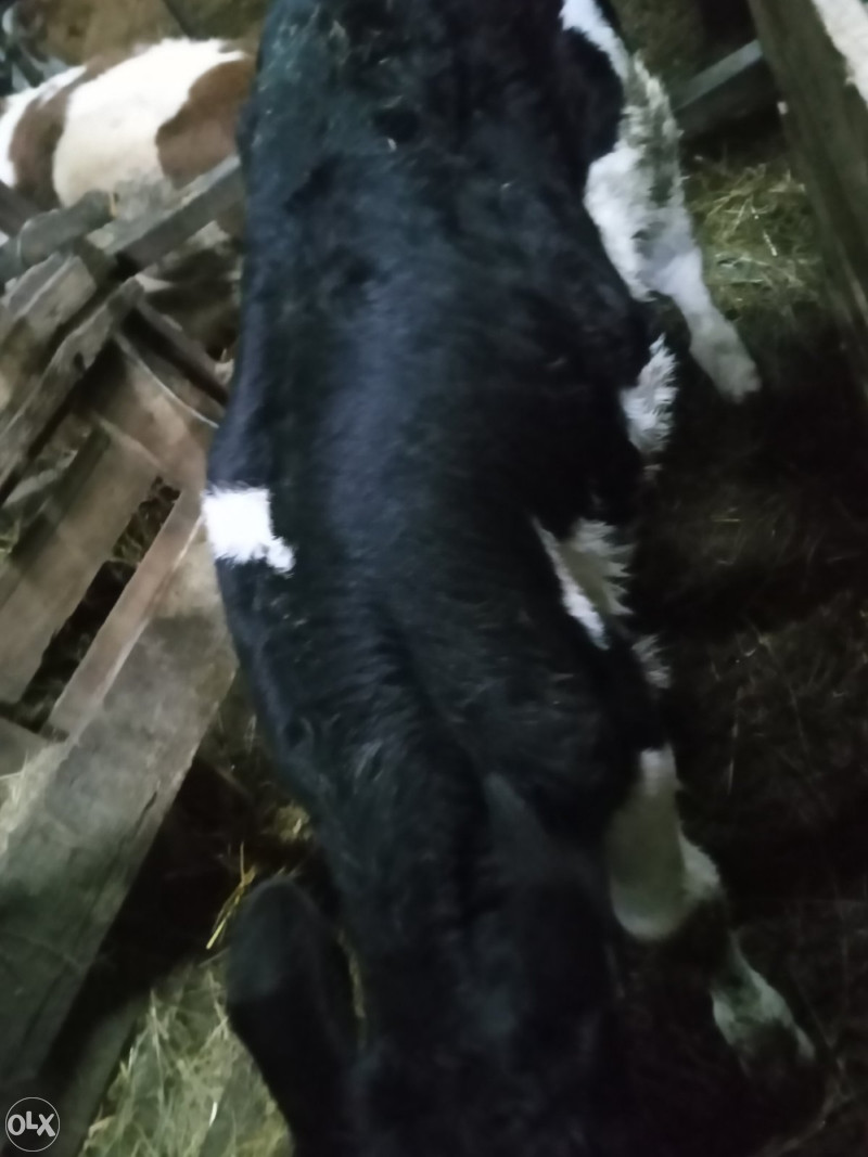 Malo tele - Krave - OLX.ba