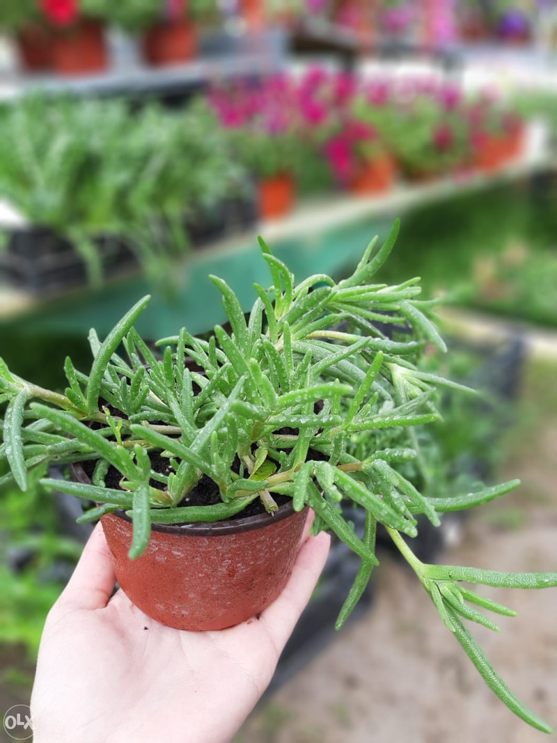 Grčki prkos, pustinjska ruža (Delosperma) ~30+ sjem. - Sjemena - OLX.ba