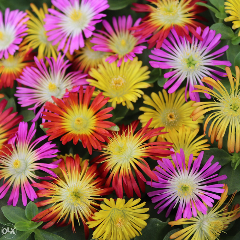 Grčki prkos, pustinjska ruža (Delosperma) ~30+ sjem. - Sjemena - OLX.ba