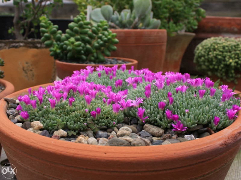 Grčki prkos, pustinjska ruža (Delosperma) ~30+ sjem. - Sjemena - OLX.ba