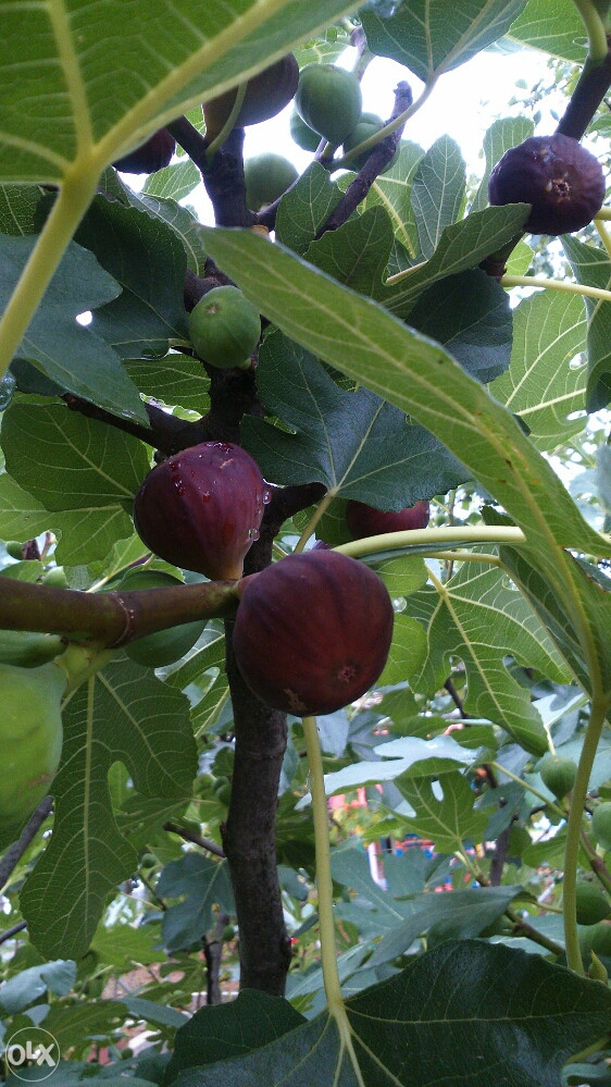 Sadnice smokve - Sadnice - OLX.ba