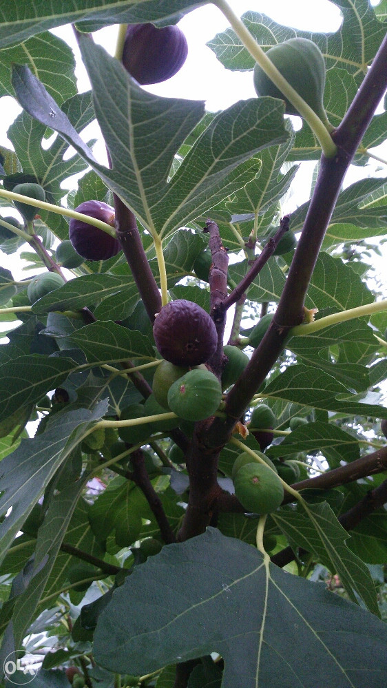 Sadnice smokve - Sadnice - OLX.ba