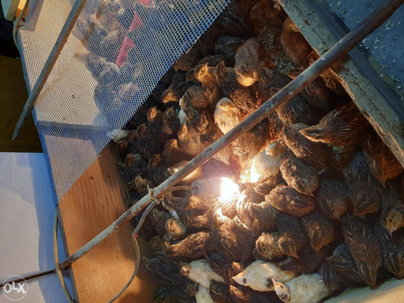 Japanske prepelice - Prepelice - OLX.ba