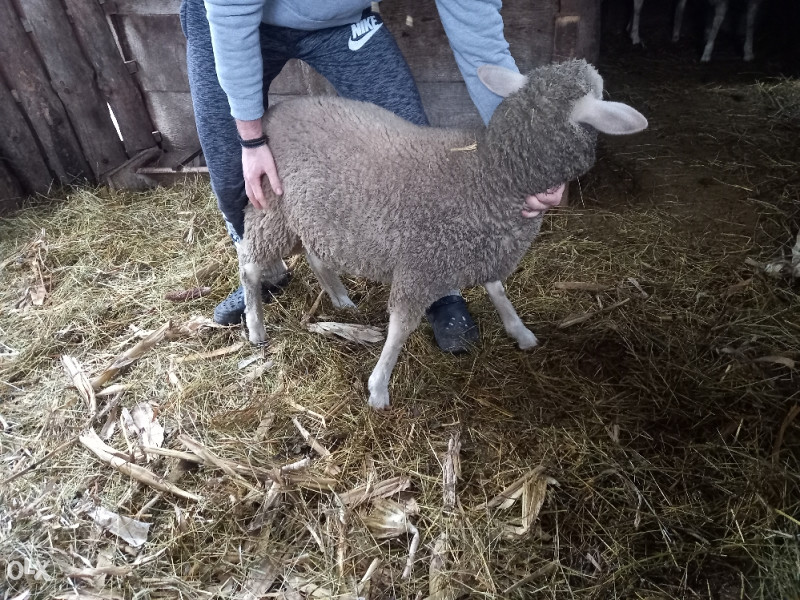 Muško Vinterberg janje,šilježe - Ovce - OLX.ba