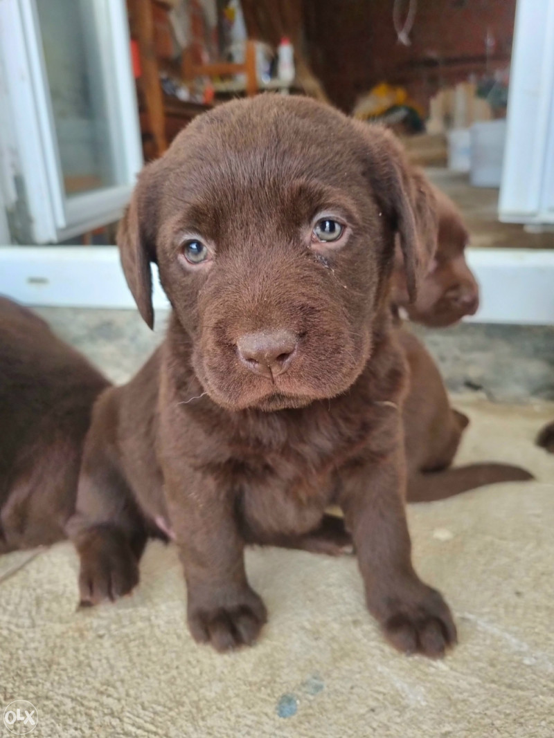 Labrador - Psi i Štenad - OLX.ba