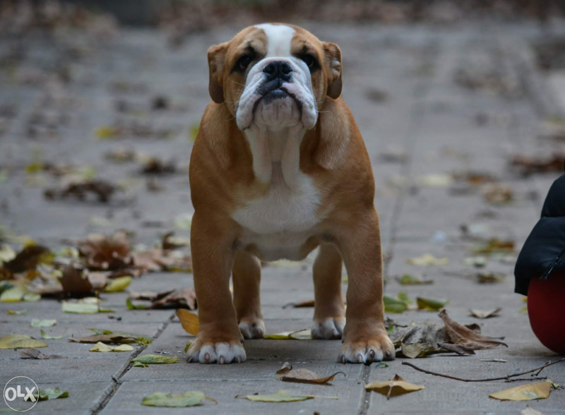 Engleski buldog - Životinje - Psi i Štenad - OLX.ba