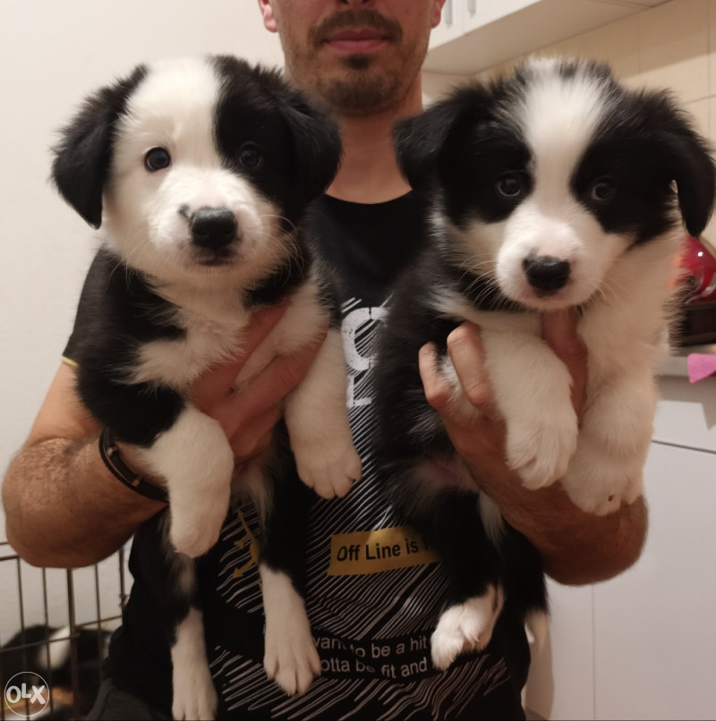 MUSKA STENAD BORDER COLLIE - Psi i Štenad - OLX.ba