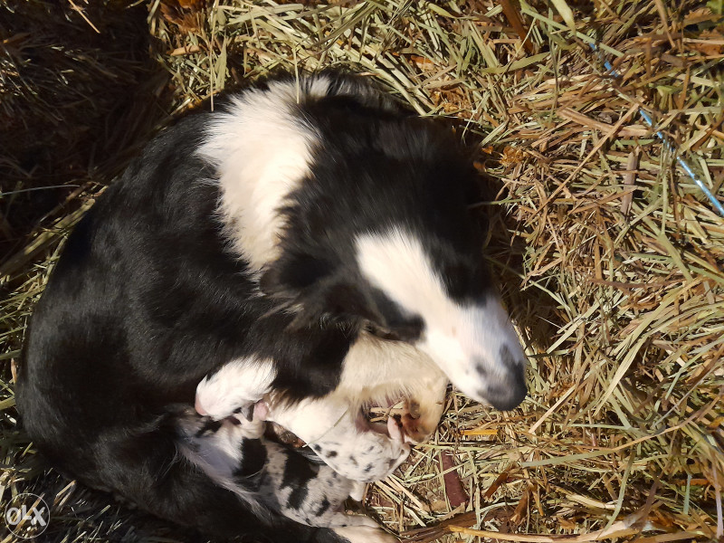 Stenci BORDER COLLIE blue merle - Psi i Štenad - OLX.ba