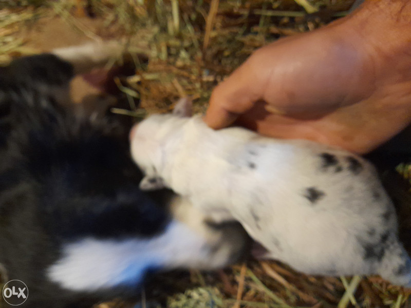 Stenci BORDER COLLIE blue merle - Životinje - Psi i Štenad - Neum - OLX.ba