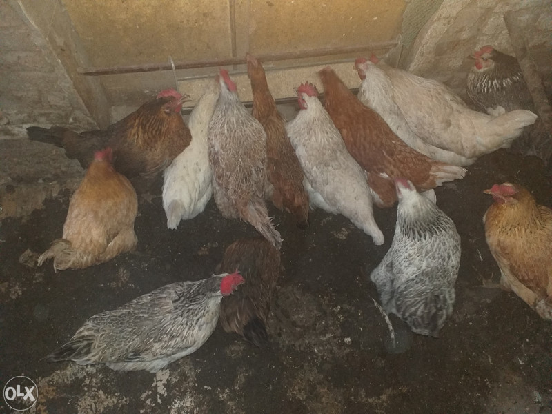 Kokoske domace - Kokoške - OLX.ba