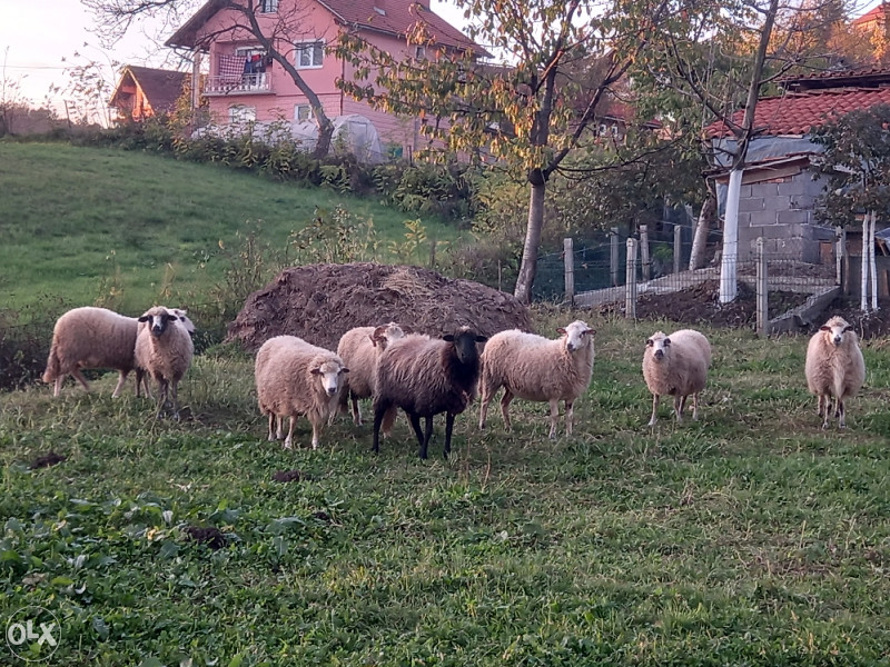 Prodajem ovce pred janjenje I jednu već ojanjenu sa dvo - Ovce - OLX.ba