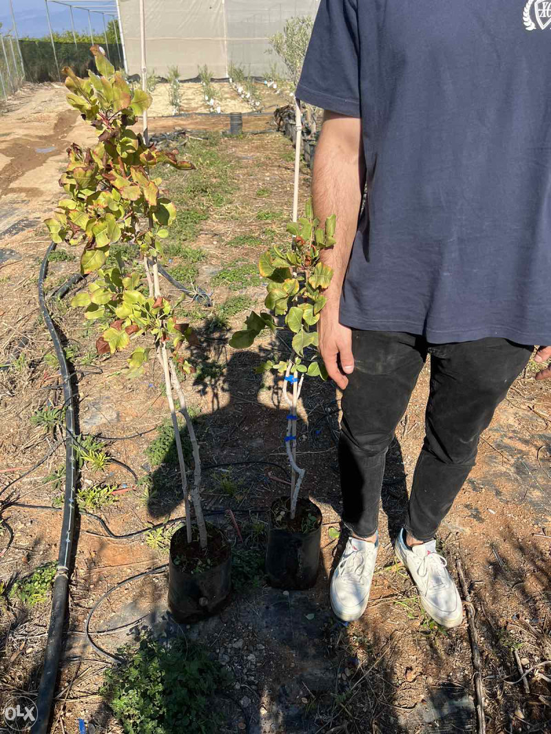 Sadnice pistacija, Pistaći, dvogodišnje, preko 120 cm - Sadnice - OLX.ba