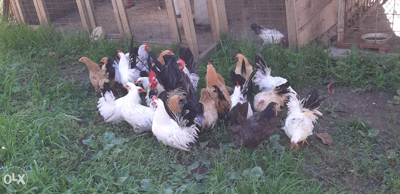 Koke ukrasne shabo - Kokoške - OLX.ba