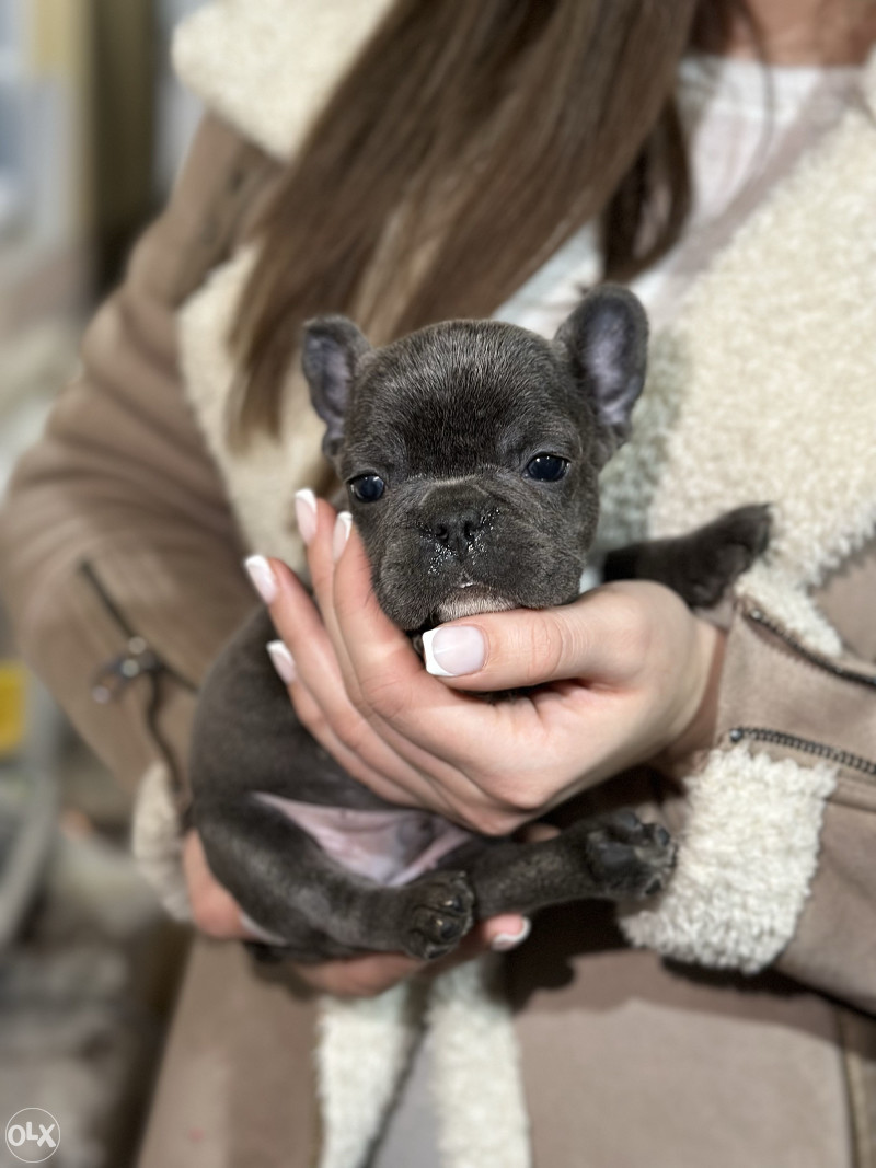 Francuski buldog plavi štenci - Psi i Štenad - OLX.ba