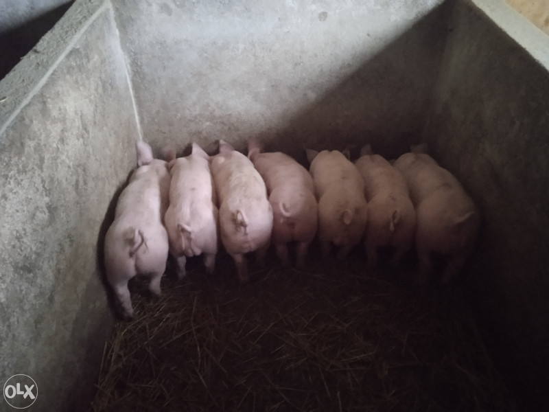 Prasici od 18 do 25kg - Svinje - OLX.ba