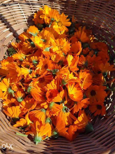 Neven mast 50 ml - Preparati za njegu tijela - OLX.ba