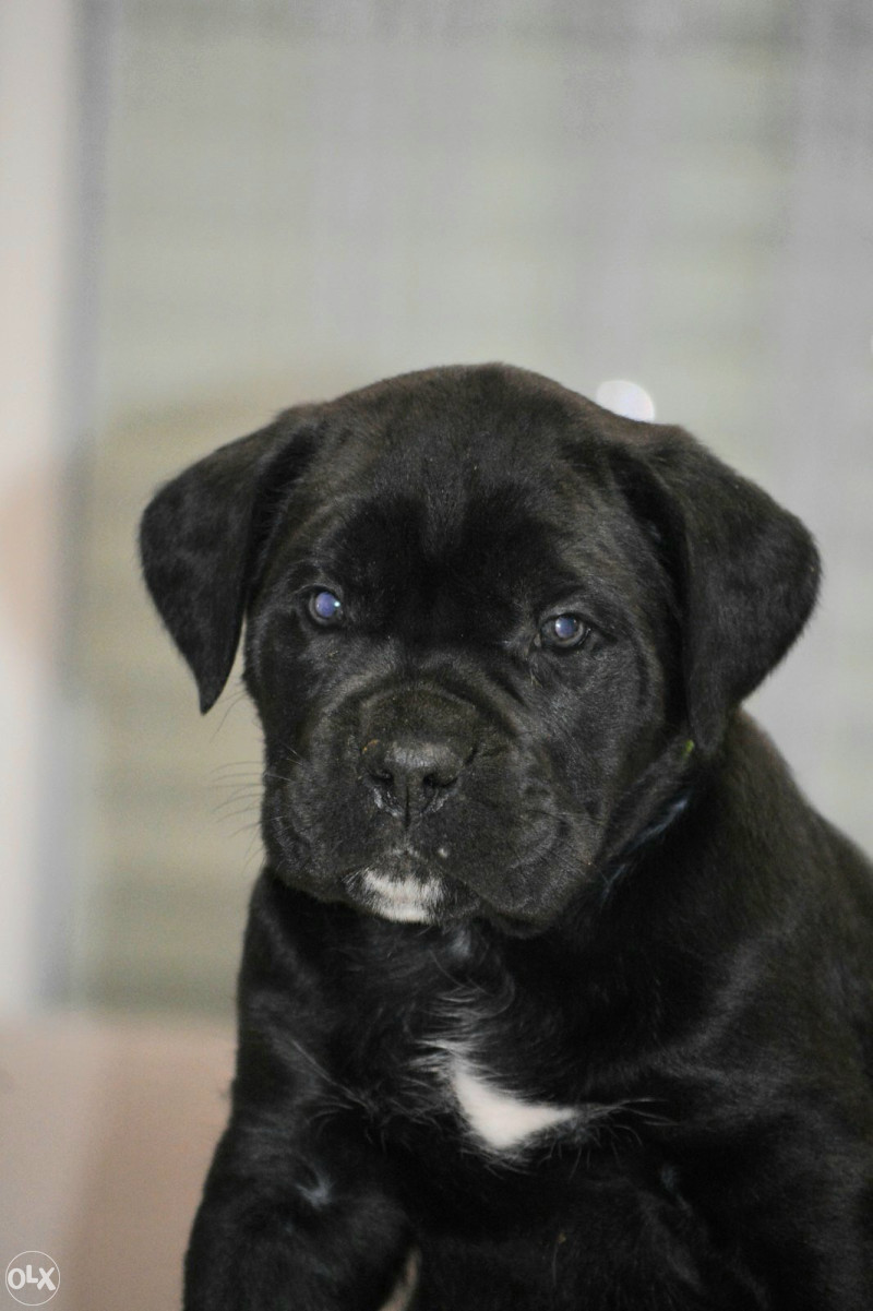 CANE CORSO muško štene - Psi i Štenad - OLX.ba