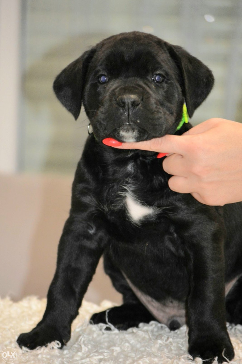 CANE CORSO muško štene - Psi i Štenad - OLX.ba