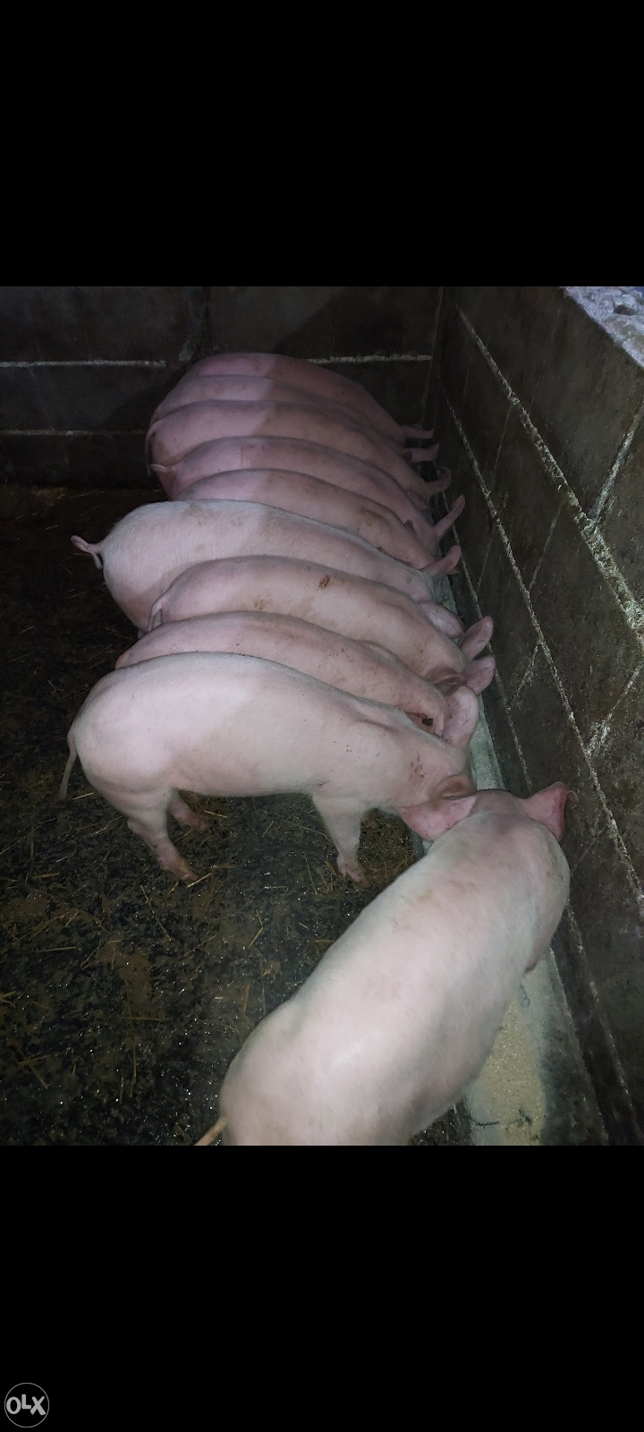Prasici Prasad - Svinje - OLX.ba