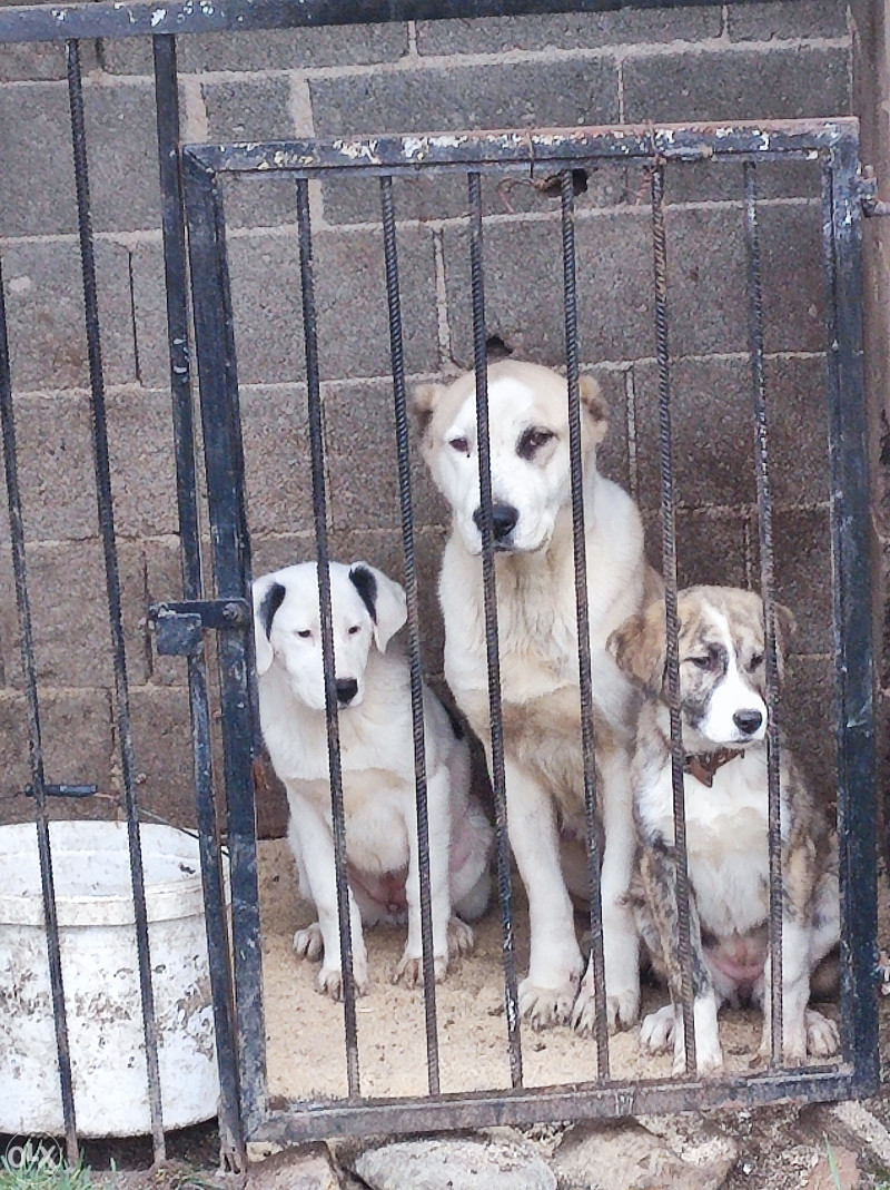 Azijat stenad Sao albai - Psi i Štenad - OLX.ba