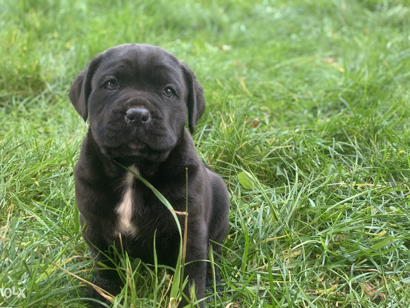 Cane corso - Psi i Štenad - OLX.ba