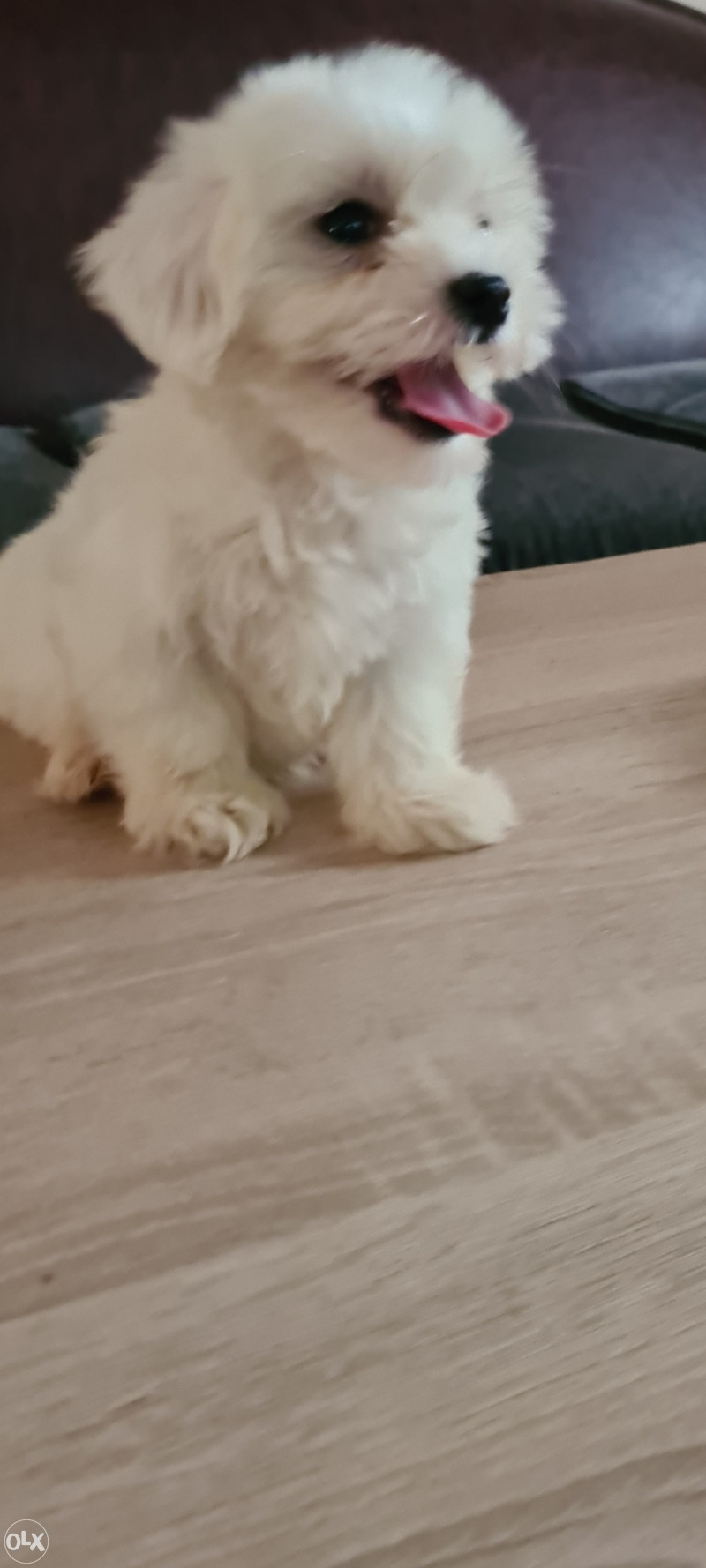 Mini maltezer stenad sa cipom i pasosom - Psi i Štenad - OLX.ba