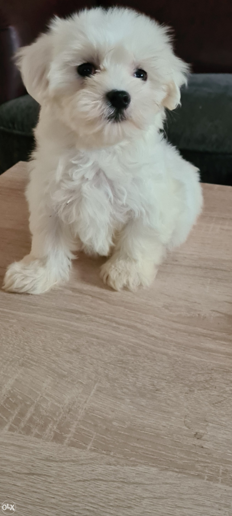 Mini maltezer stenad sa cipom i pasosom - Psi i Štenad - OLX.ba