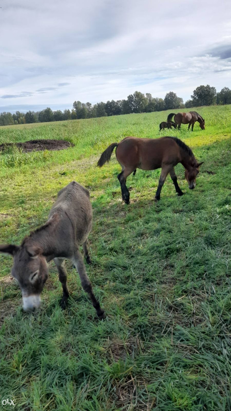 Magare - Magarci - OLX.ba