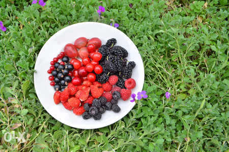 Bobičasto ili šumsko voće MIX 10 VRSTA ~50+ sjemenki - Sjemena - OLX.ba