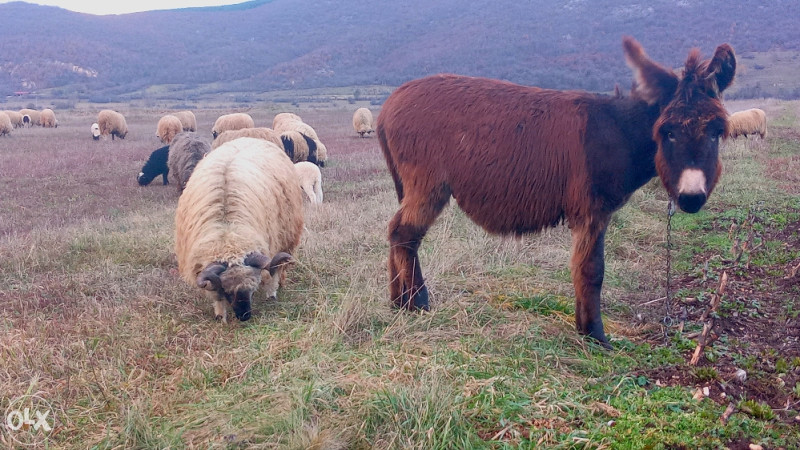 Magare pule(musko) - Magarci - OLX.ba