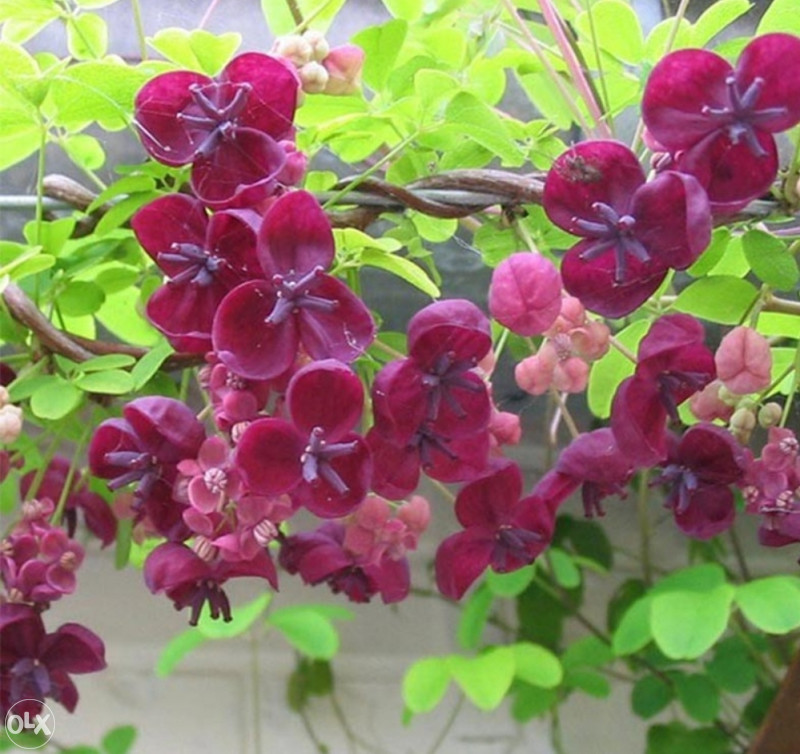 Akebija , čokoladna lozica ,penjačica - Biljke i cvijeće - OLX.ba