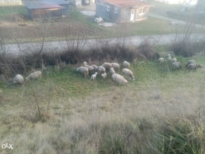 Prodaja ovaca - Ovce - OLX.ba