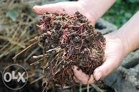 Kalifornijske gliste legla,humus - Mamci za ribolov - OLX.ba